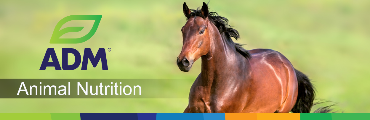 Equine